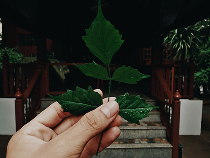 Managing Kratom Withdrawal: Tips & Treatment | Kratom Bird