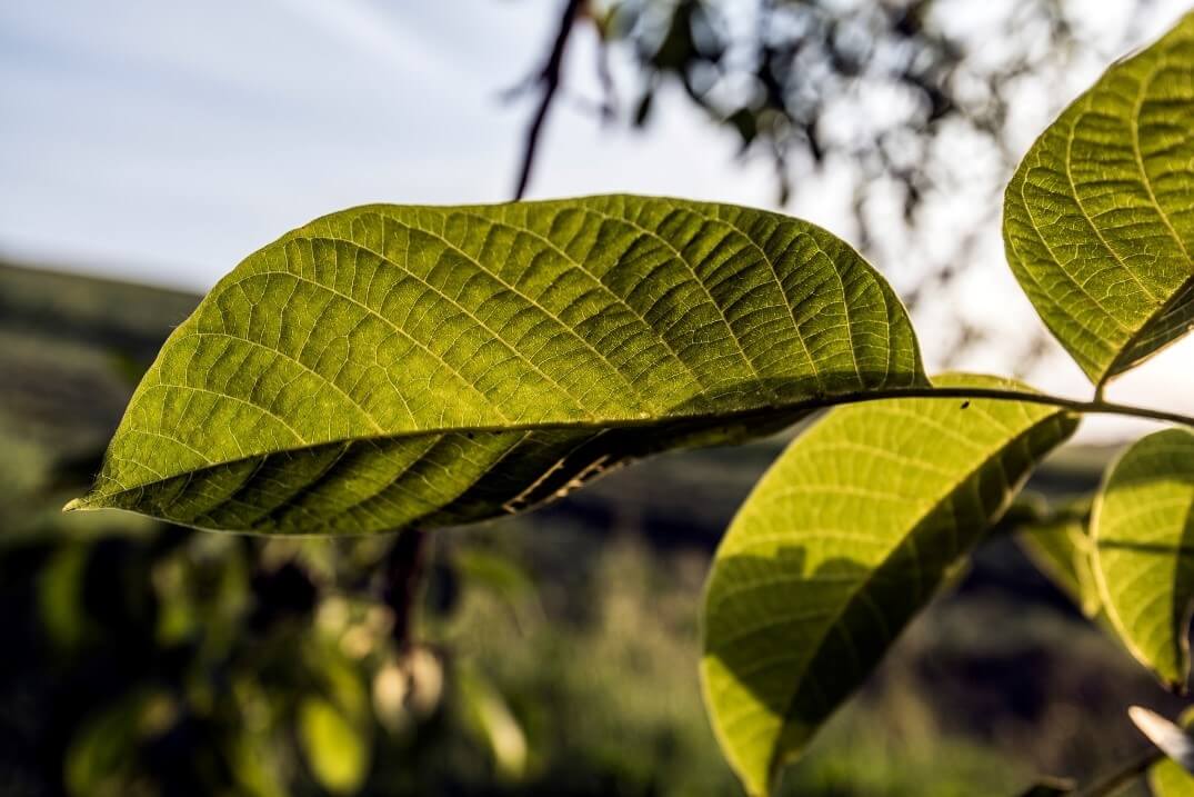 Eco-Friendly Kratom: How It's Grown | Kratom Bird